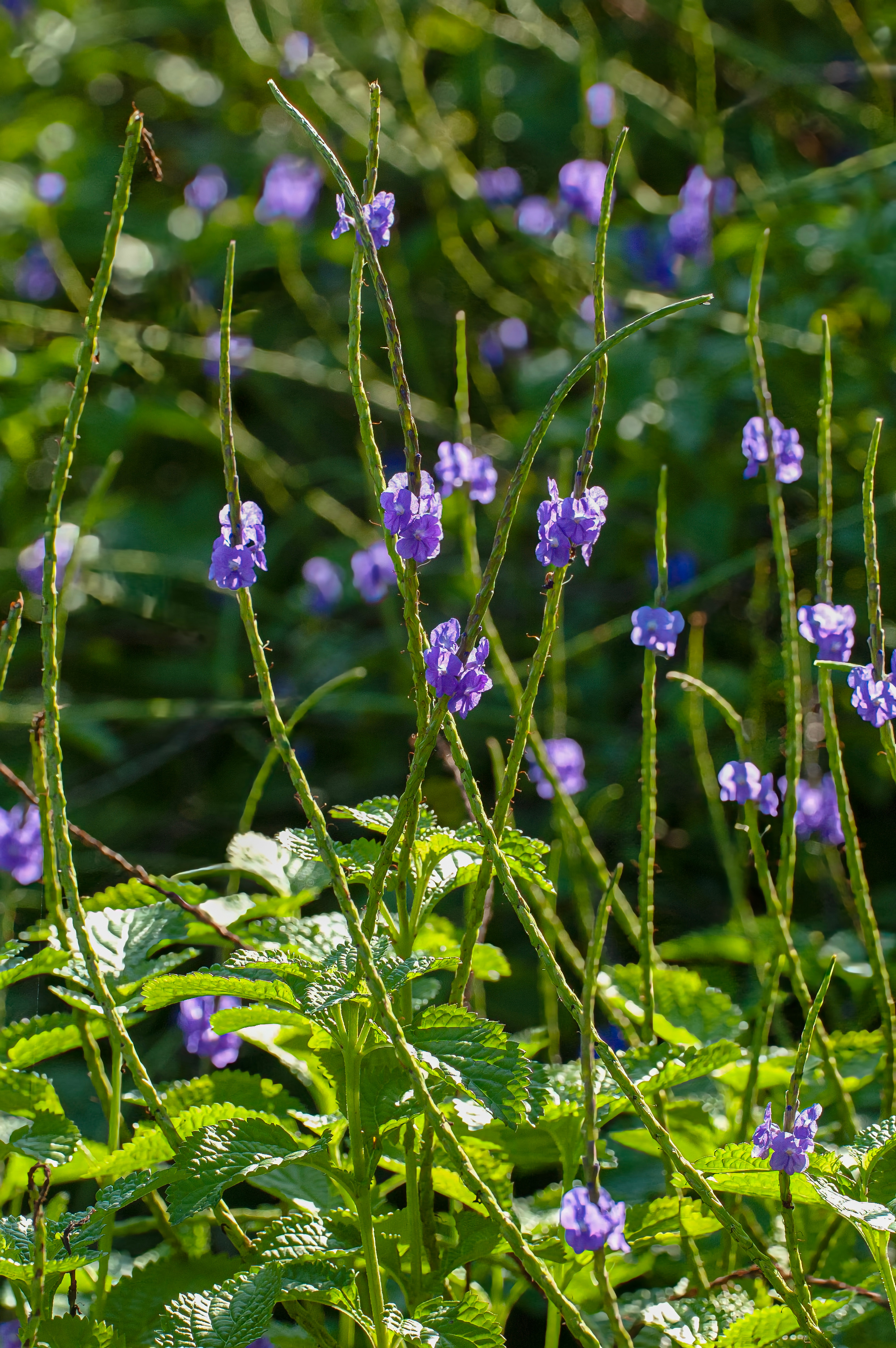 Leaves, stems, and flowers of Stachytarpheta cayennensis, a blue ...